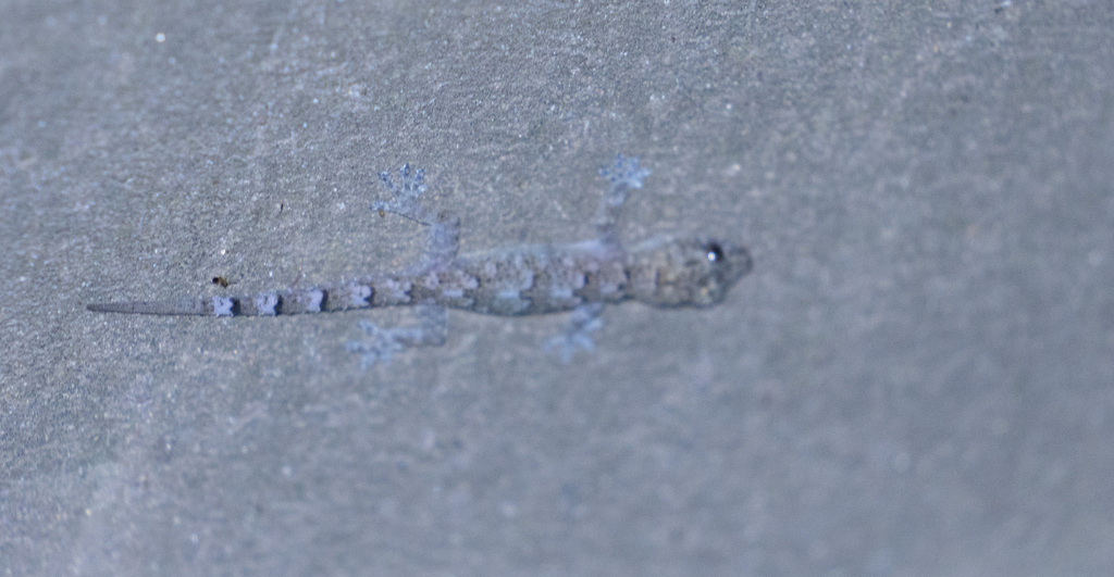 Tropical House Gecko from Estr. Transpantaneira, km 25 - Poconé, MT ...
