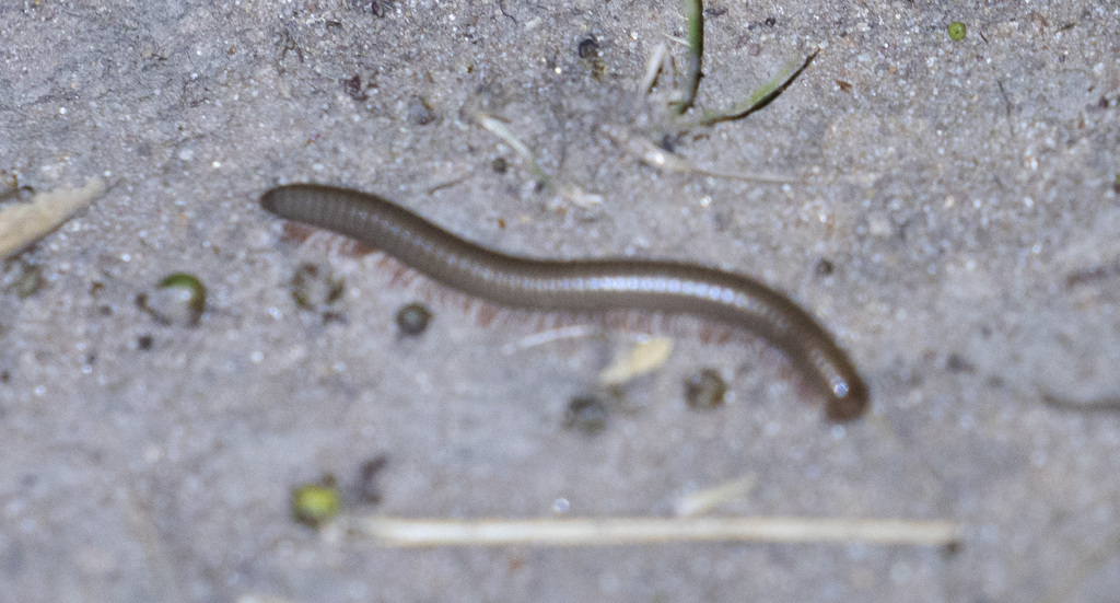 Worm-like Millipedes from Estr. Transpantaneira, km 25 - Poconé, MT ...