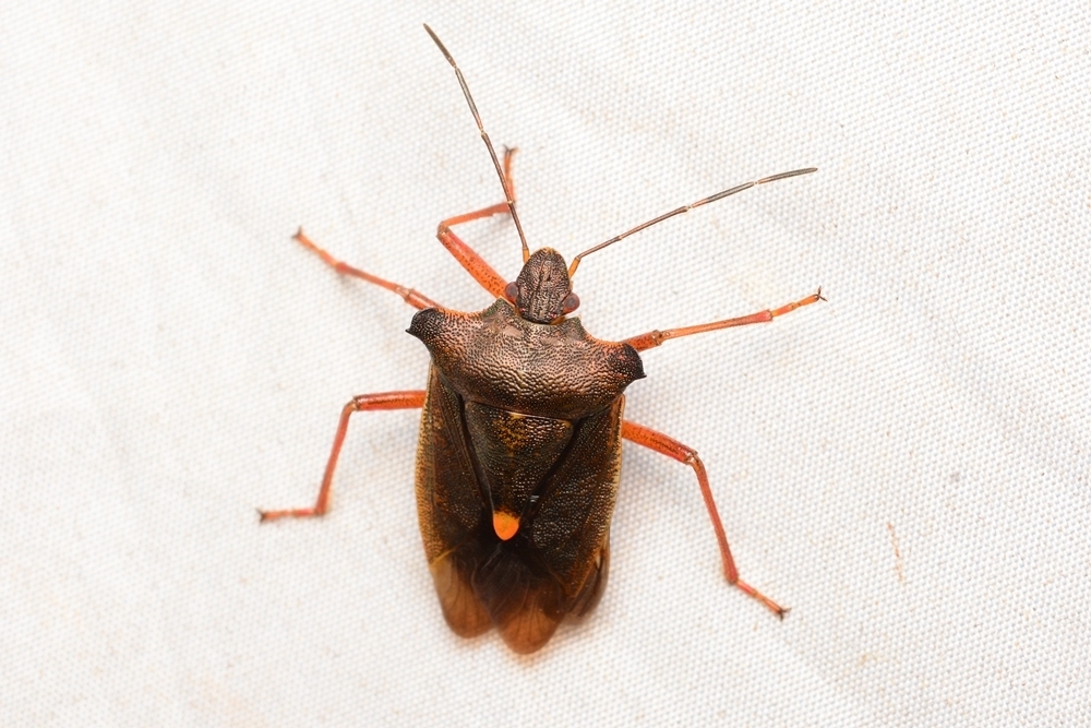 Forest Bug from Taebaek-si, Gangwon-do, South Korea on September 2 ...