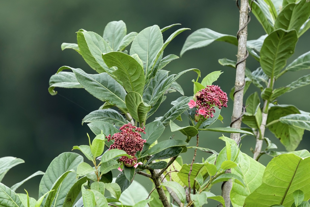 Hydrangea peruviana from Monteverde Cloud Forest Reserve, San Ramon ...