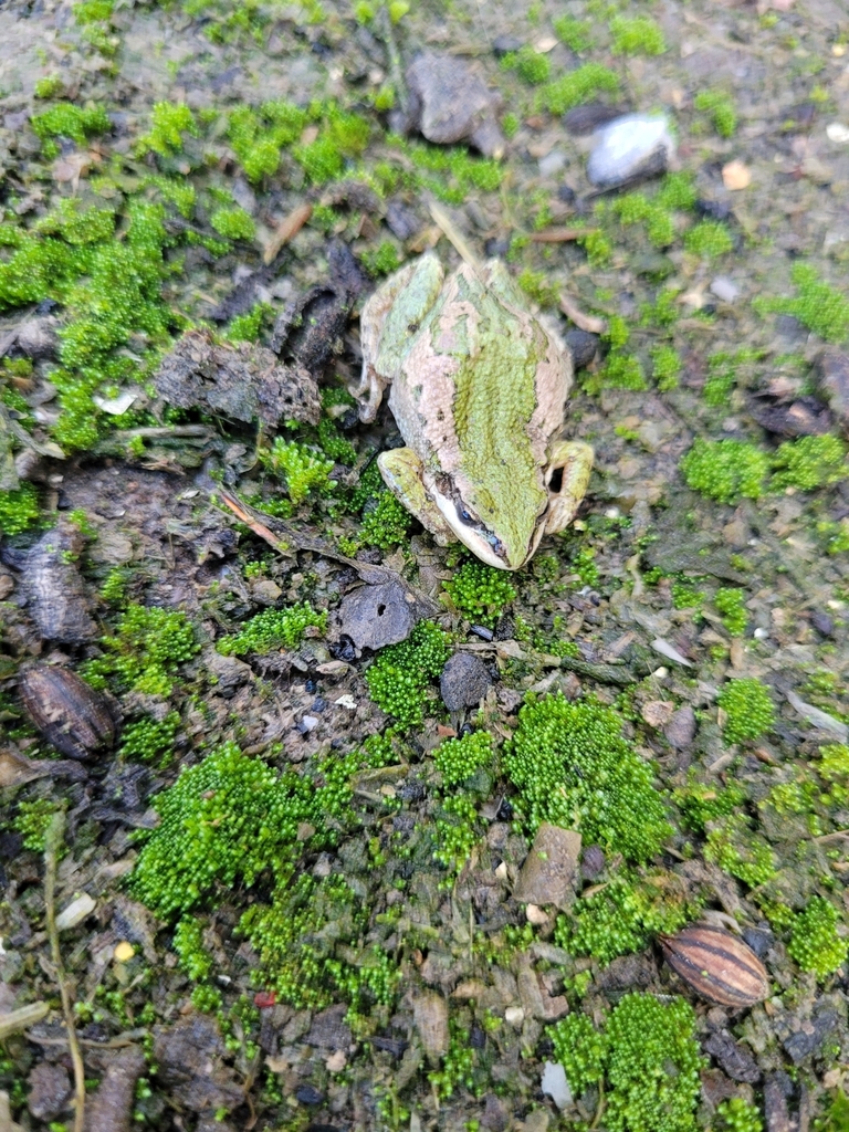 Sierran Tree Frog from Aberdeen, ID 83210, USA on September 7, 2023 at ...