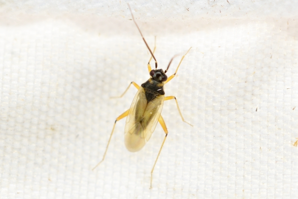 Tytthus chinensis from Taebaek-si, Gangwon-do, South Korea on September ...