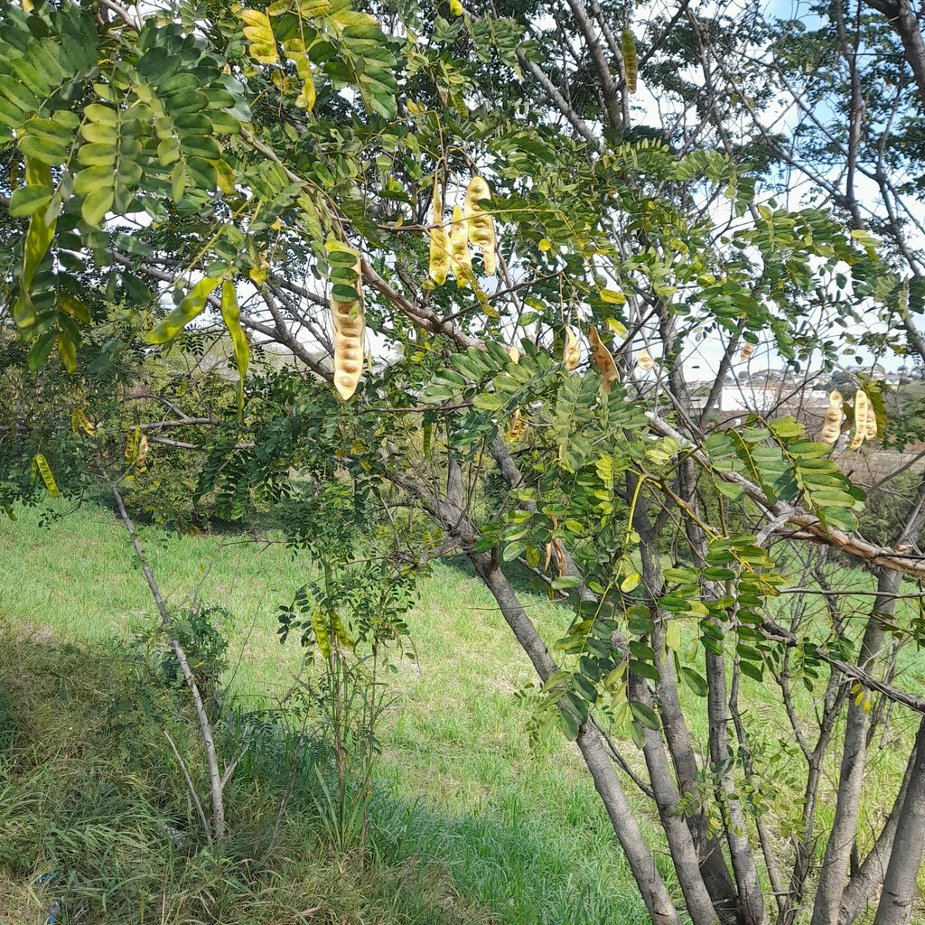 lebbeck from eThekwini, KwaZulu-Natal, South Africa on August 16, 2023 ...