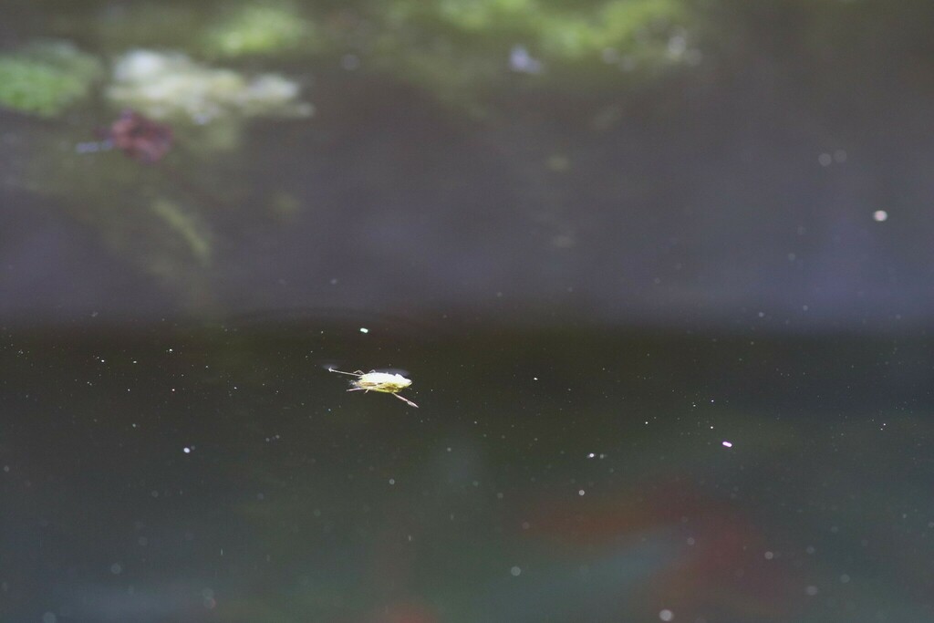 Typical Backswimmers from Near Westside, Indianapolis, IN, USA on ...