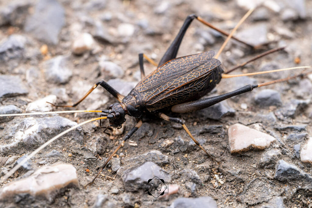 Asian Bell Cricket from 中国江苏省南京市鼓楼区 on September 7, 2023 at 08:17 PM by ...