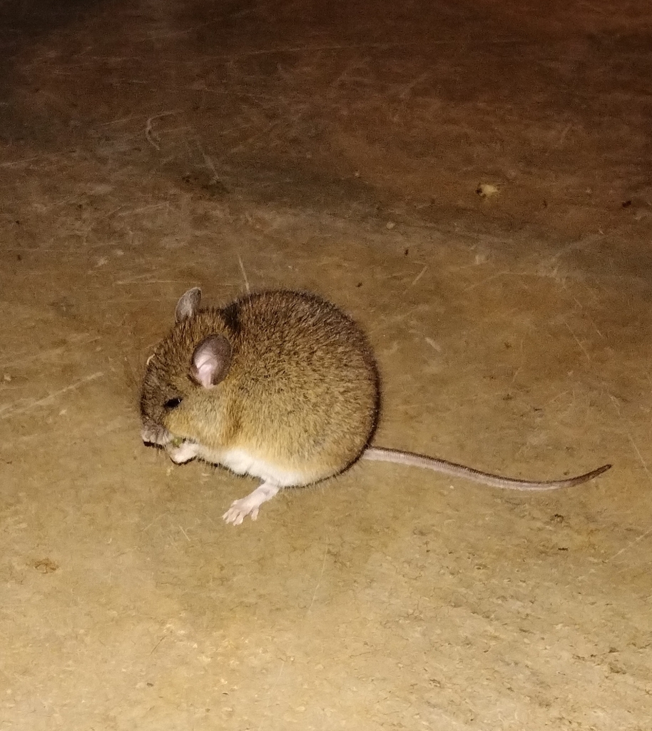 Common Fat Mouse from Marakele National Park, Waterberg mountain range ...