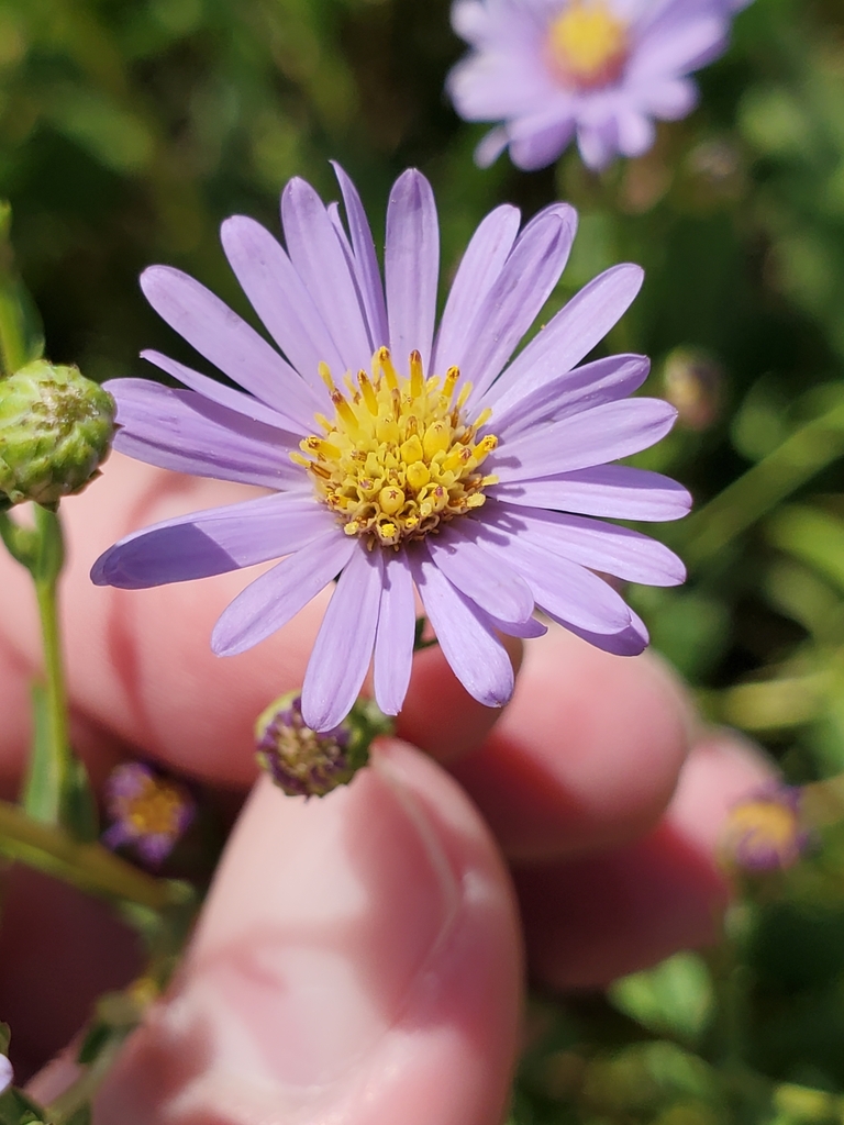 smooth blue aster from Story City, IA 50248, USA on September 7, 2023 ...