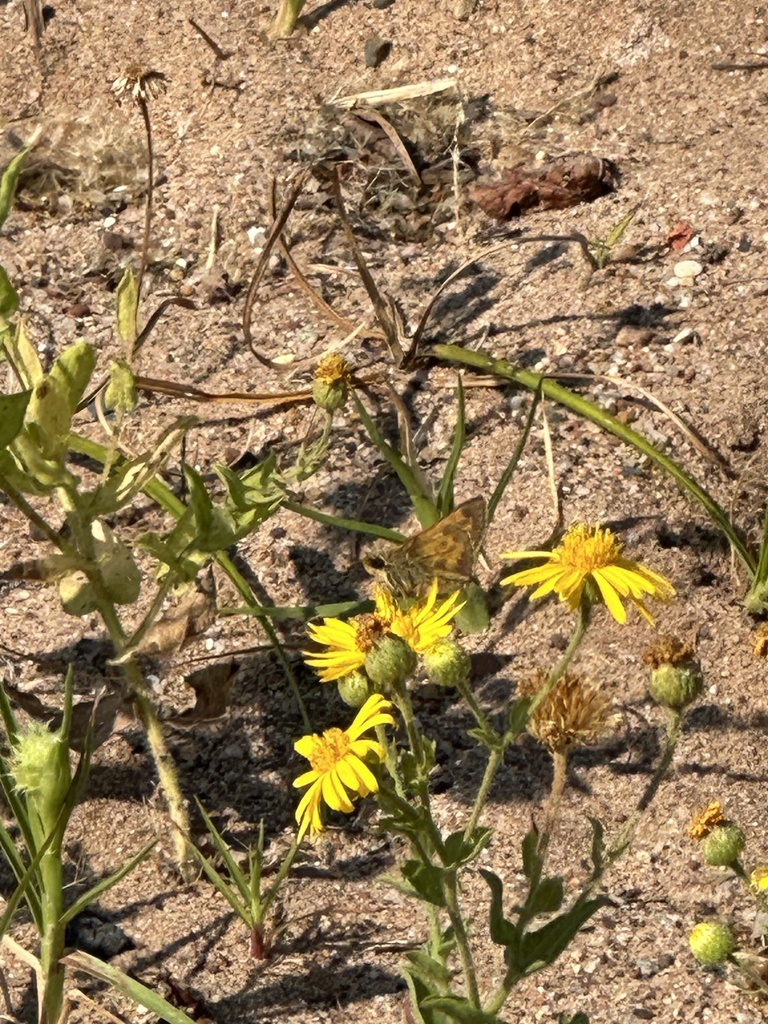 Huron Sachem from Gateway National Recreation Area, New York, NY, US on ...