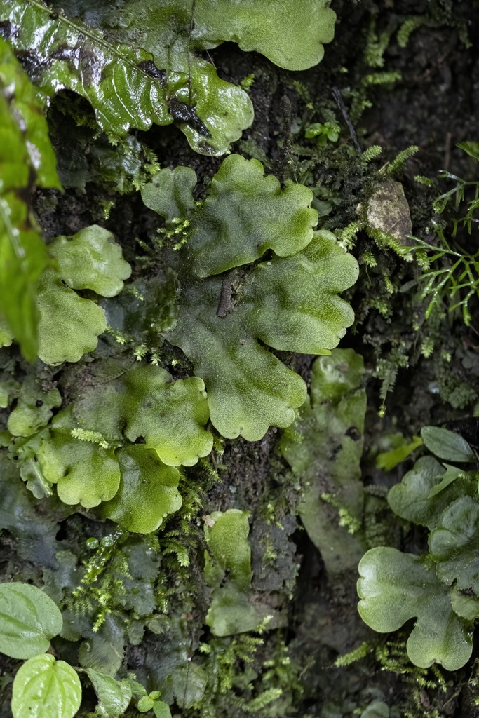 Monoclea gottschei from Monteverde Cloud Forest Reserve, San Ramon ...