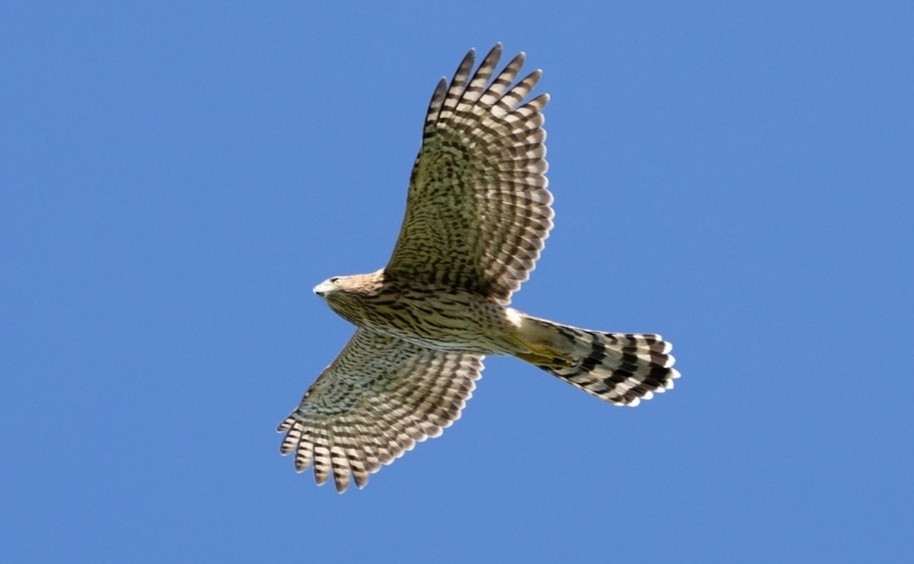 Cooper's Hawk from Denver, CO 80239, USA on September 1, 2023 at 05:52 ...