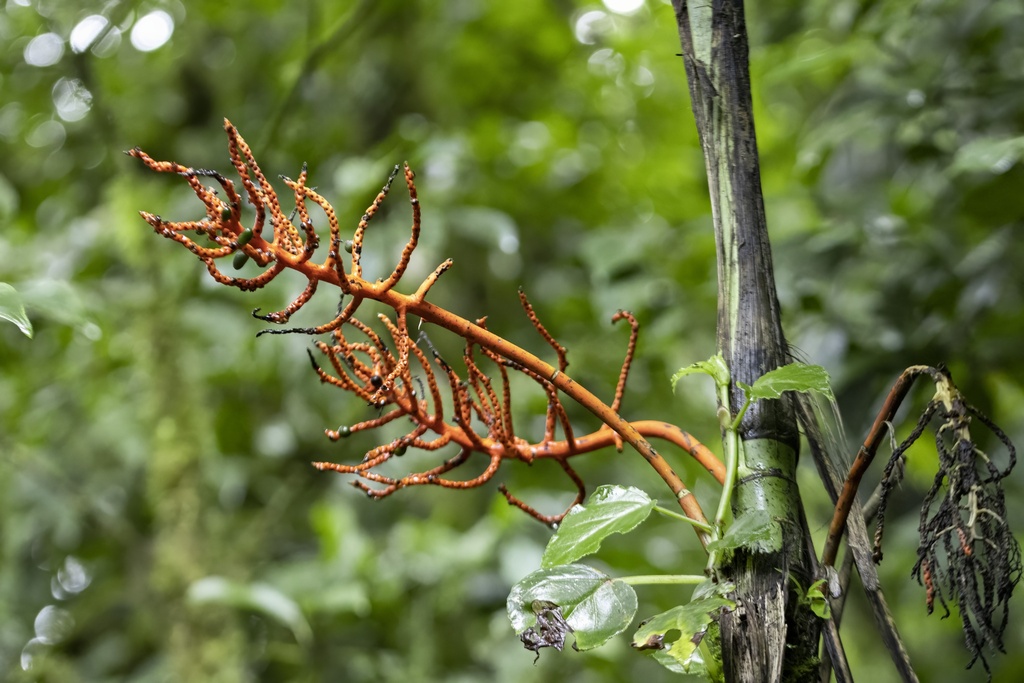 pacaya palm from Monteverde Cloud Forest Reserve, Abangares, Guanacaste ...