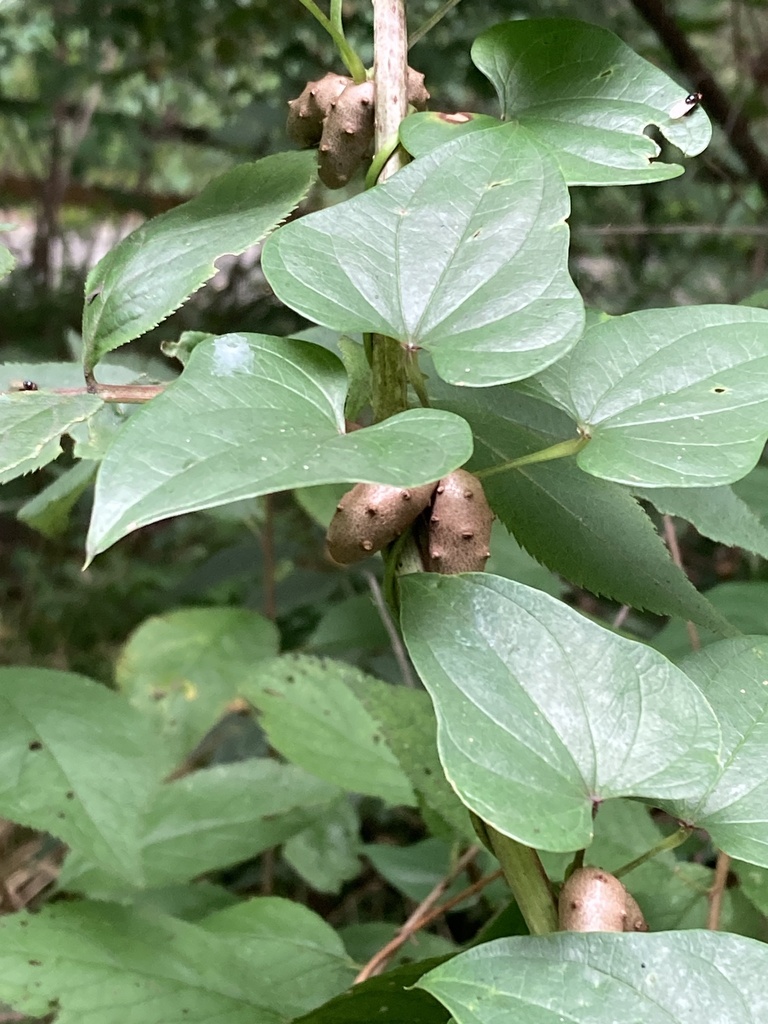 Chinese yam from Glencarlyn Park, Arlington, VA, US on August 24, 2023 ...