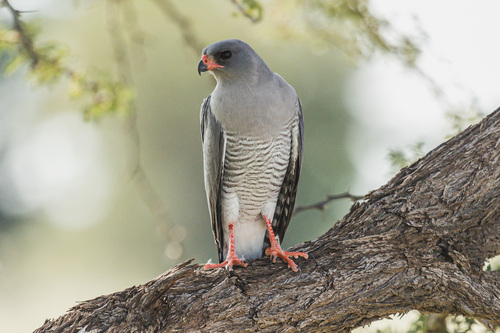 Gabar Goshawks (Genus Micronisus) · iNaturalist United Kingdom