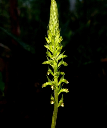Cyclopogon multiflorus · iNaturalist