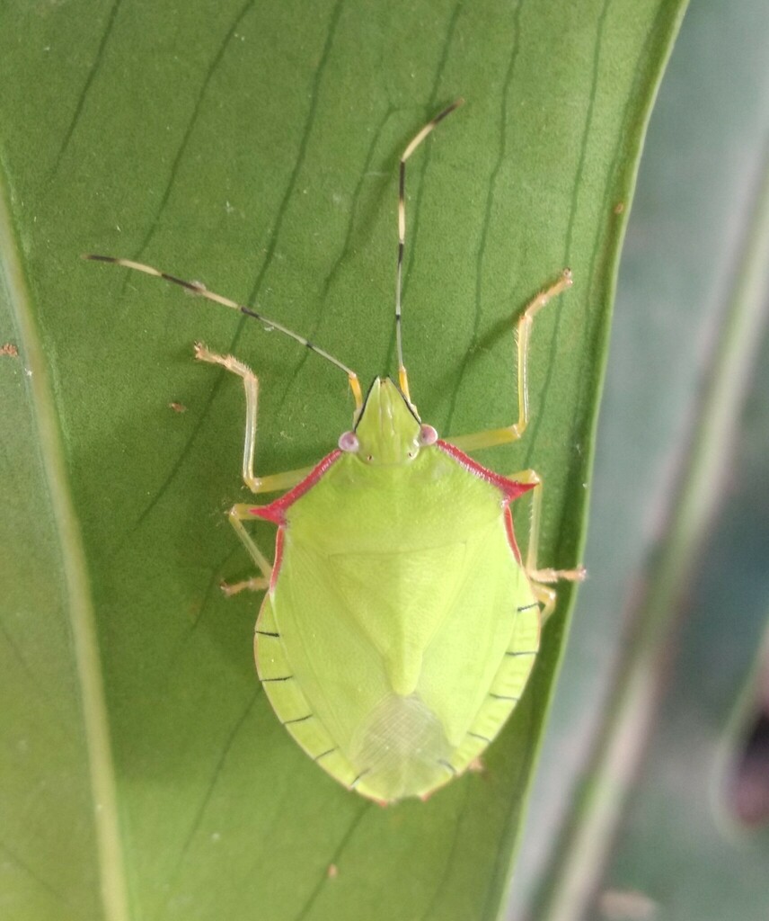 Chlorocoris distinctus from Cabecera Municipal San Andres Huayapam, San ...