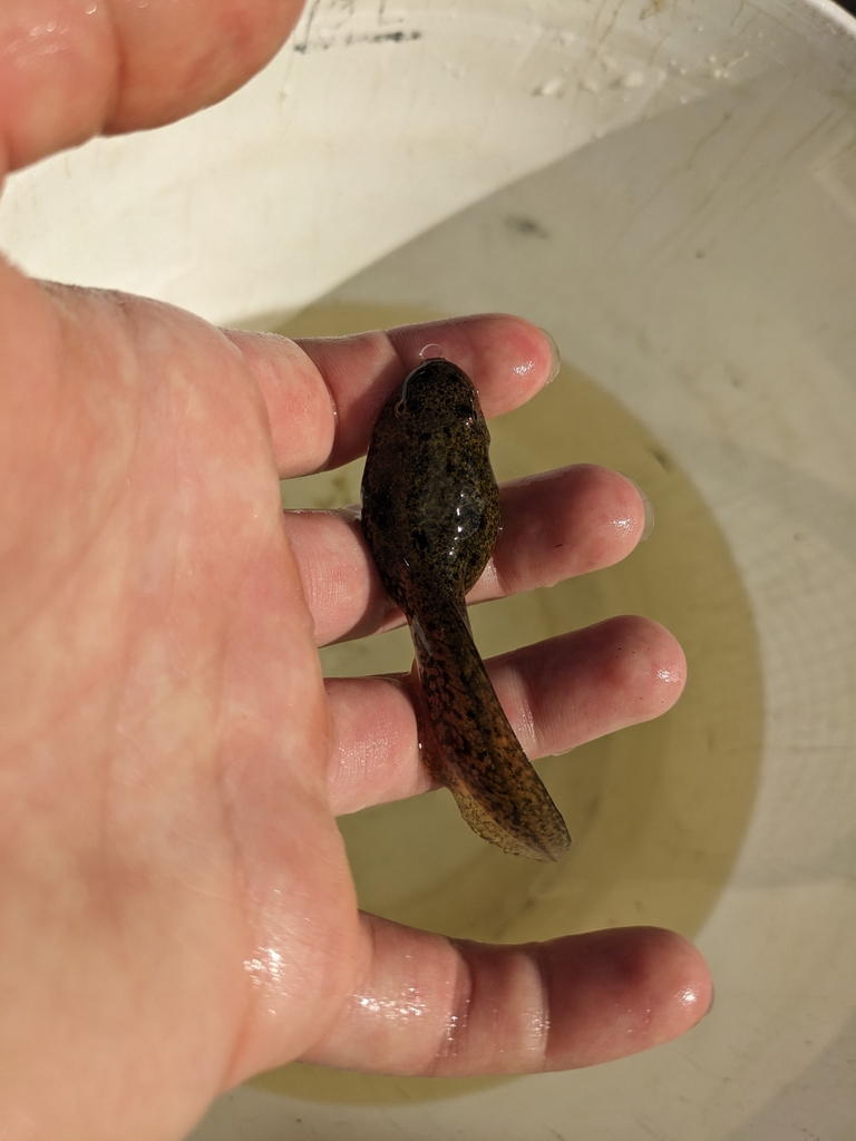 Green Frog from Migisi Sahgaigan, ON P0V 3H0, Canada on August 27, 2023 ...