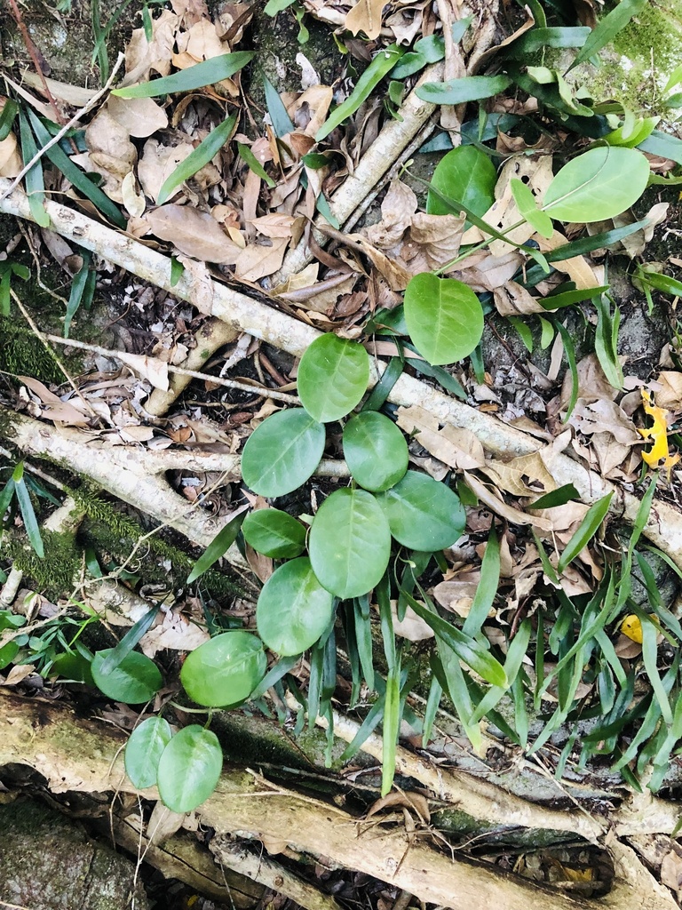 native hoya from Pie Creek, QLD, AU on July 30, 2023 at 04:49 PM by ...