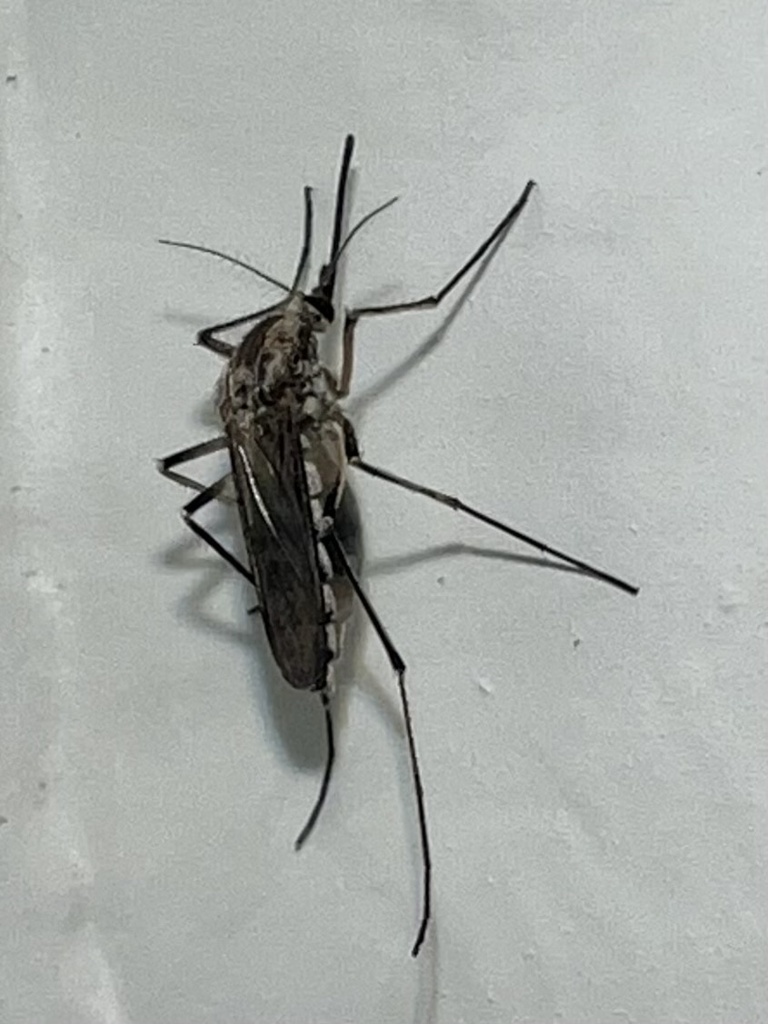 Ochlerotatus from Webster Rd, Wellington, OH, US on September 7, 2023 ...