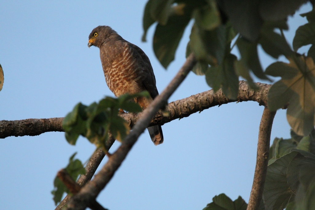 Roadside Hawk from QC7C+XC, El Divino Misterio, 86707 Macuspana, Tab ...