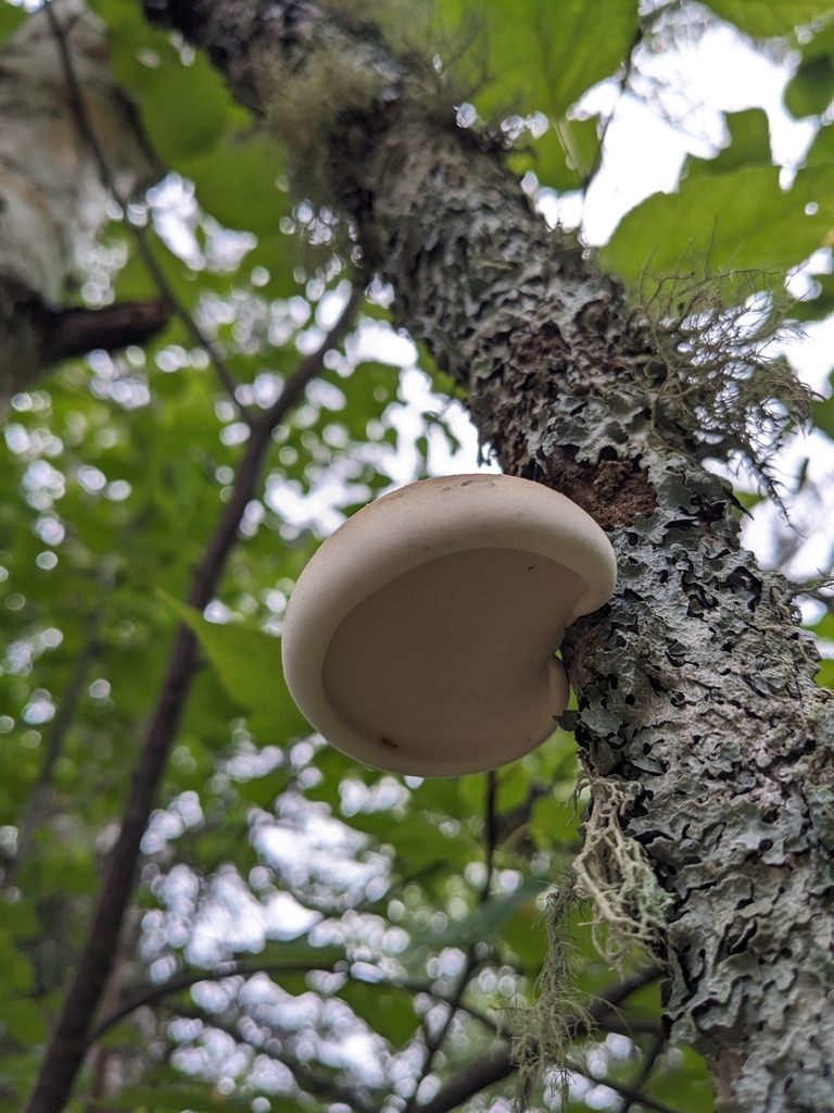 birch polypore from Migisi Sahgaigan, ON P0V 3H0, Canada on August 22 ...