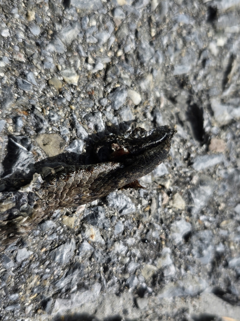 Ussuri Mamushi in September 2023 by Kyongman Heo · iNaturalist