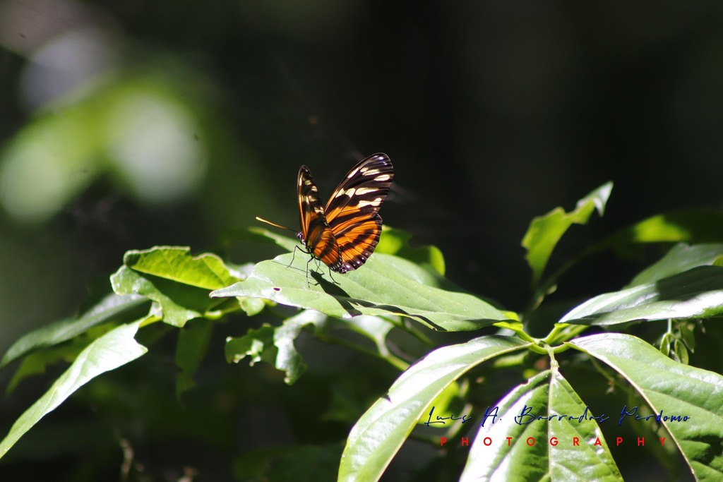 Eueides isabella eva from Reserva Territorial, Col Santa Bárbara, Ver ...