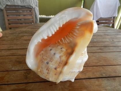 Horned Helmet Snail from Darnley Island/Erub, Erub Island, QLD, AU on ...