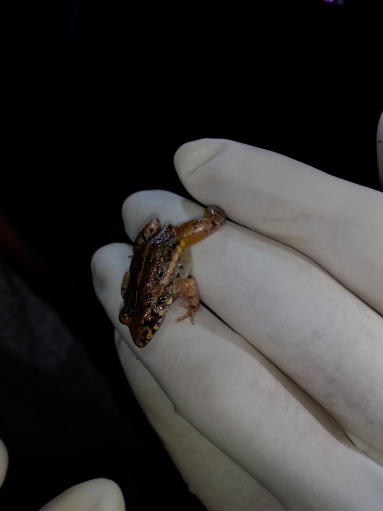 Forest Chirping Frog from San Juan, Perú on July 22, 2022 at 06:51 PM ...
