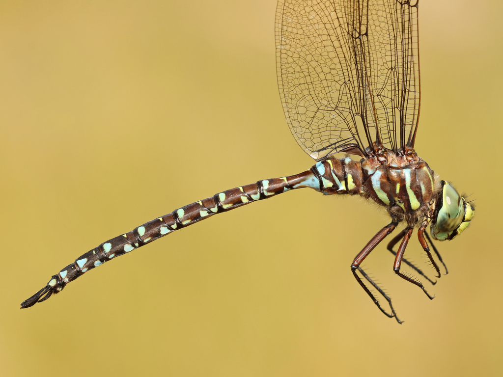 Subarctic Darner from Cochrane District, ON on September 4, 2023 at 01: ...