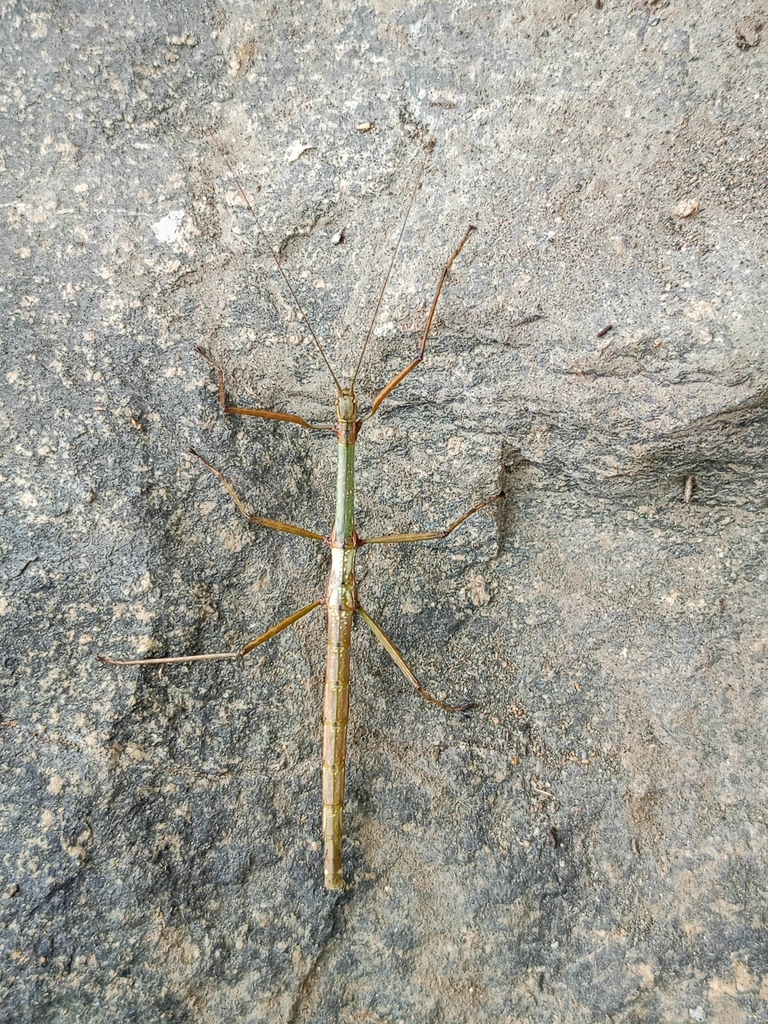 Stick Insects from Q9G2+P5X, Wakro, Arunachal Pradesh 792102, India on ...