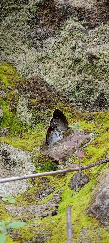 Himalayan Arguses from Arunachal Pradesh 792104, India on July 10, 2023 ...