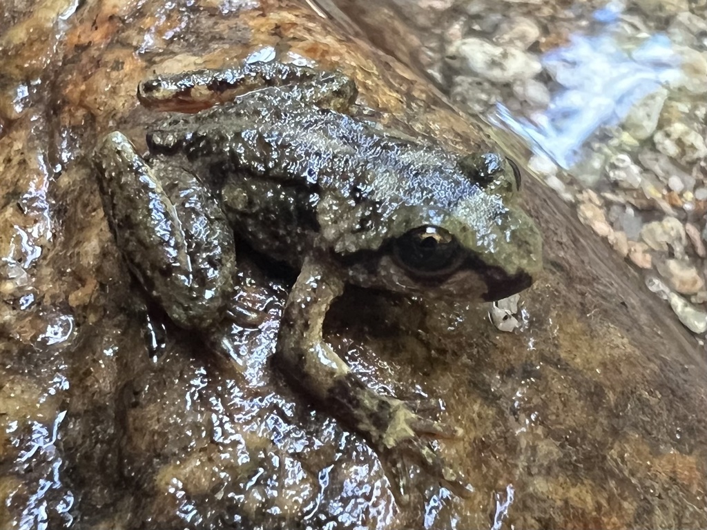 Rocky Mountain Tailed Frog from Nez Perce-Clearwater National Forest ...