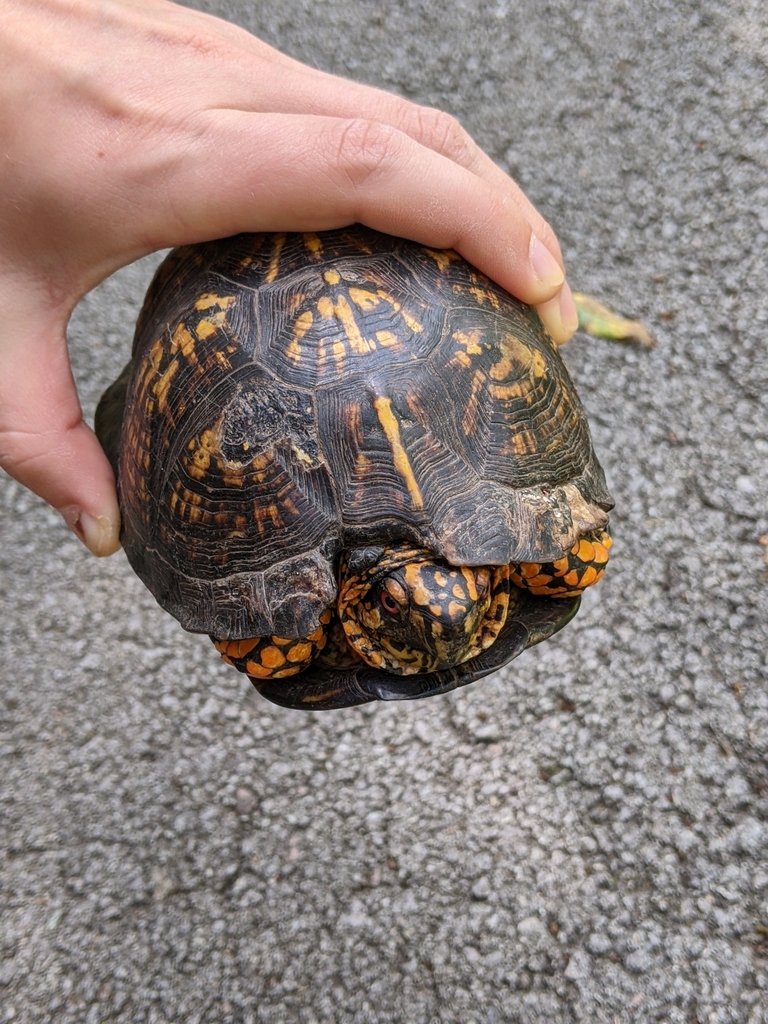 Eastern Box Turtle in September 2023 by Nina. On the road. Had an ...