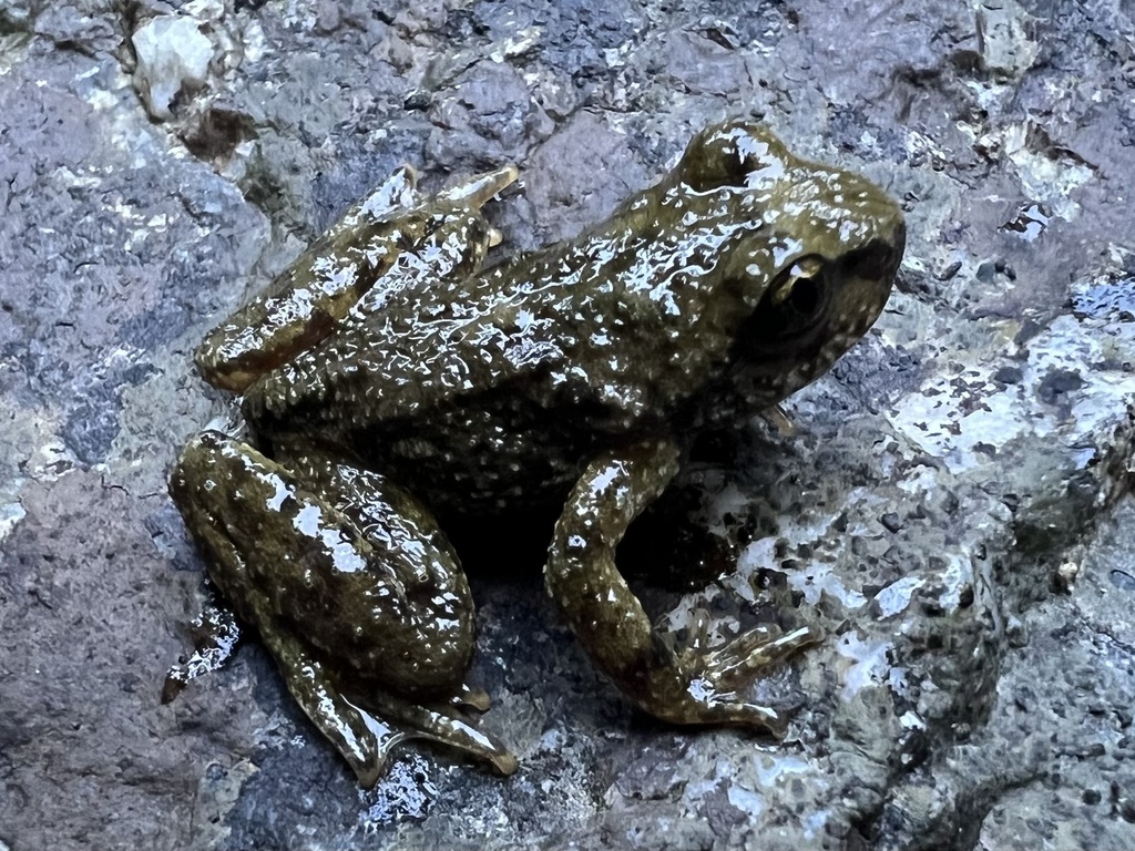 Rocky Mountain Tailed Frog from Nez Perce-Clearwater National Forest ...