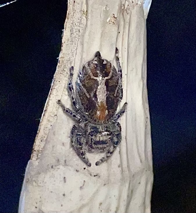 Phoenix Jumping Spider from Ensenada, B.C., MX on September 5, 2023 at ...