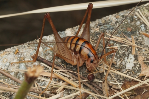 Tachycines coreanus · iNaturalist United Kingdom