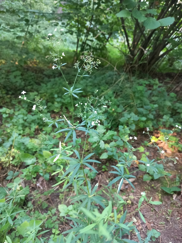 Wood Bedstraw from 794 01 Krnov, Česko on September 7, 2023 at 05:46 PM ...