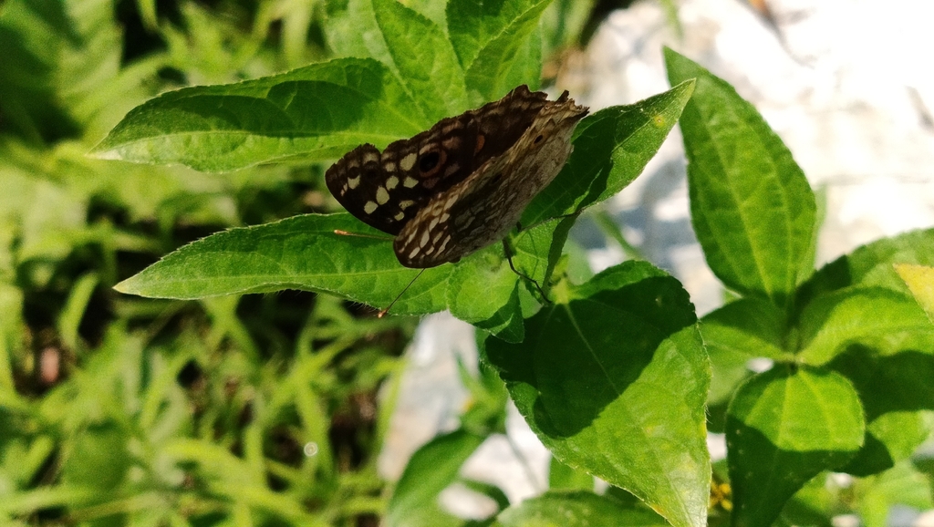 Lemon Pansy from XCVG+268, Durbindara, Rambi Bazar D.I.F., West Bengal ...