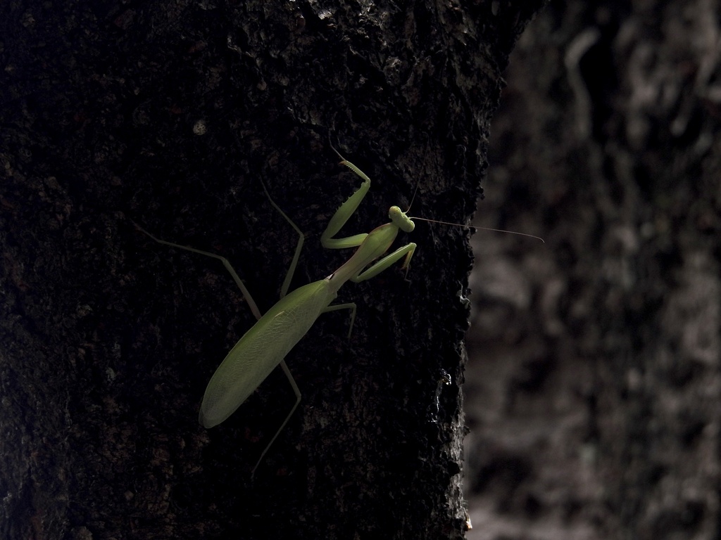 Hierodula chinensis from いきものふれあいの里, 交野市, 大阪府, JP on September 7, 2023 ...