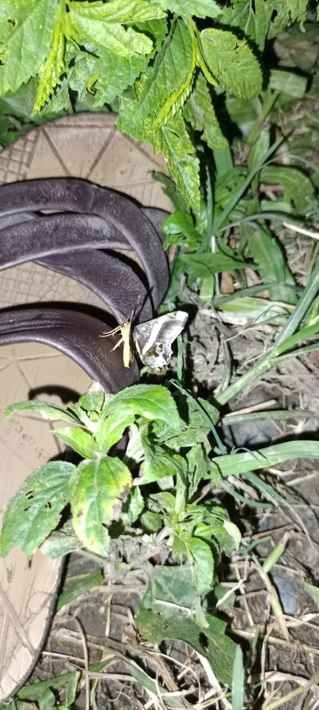 Chiasmia from Wakro, Arunachal Pradesh 792102, India on September 1 ...