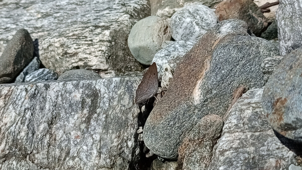 Sunbeam Butterflies from Wakro, Arunachal Pradesh 792102, India on ...