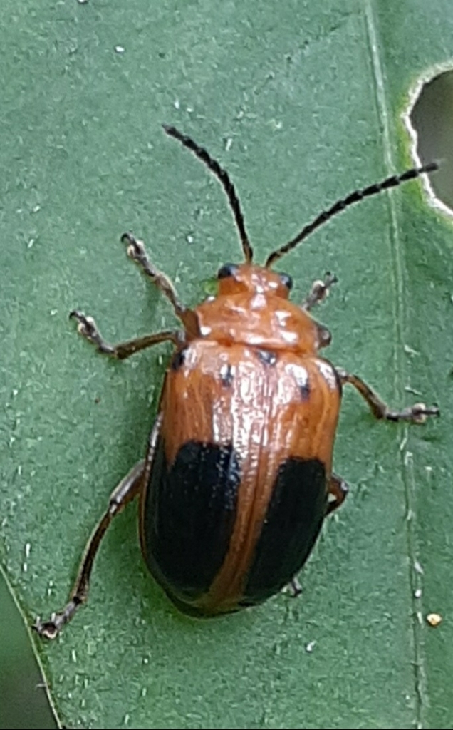 Sphenoraia hopei from Cheruvathur on September 8, 2023 at 02:45 PM by ...