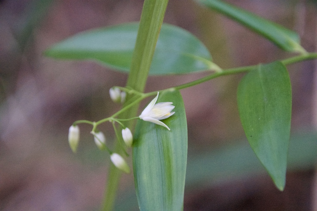 Climbing Lily from Southport, QLD, AU on September 4, 2023 at 04:19 PM ...