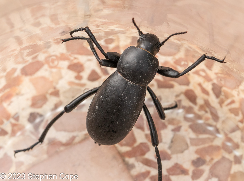 Darkling Beetles from Almanzora, Almería, Spain on September 4, 2023 at ...