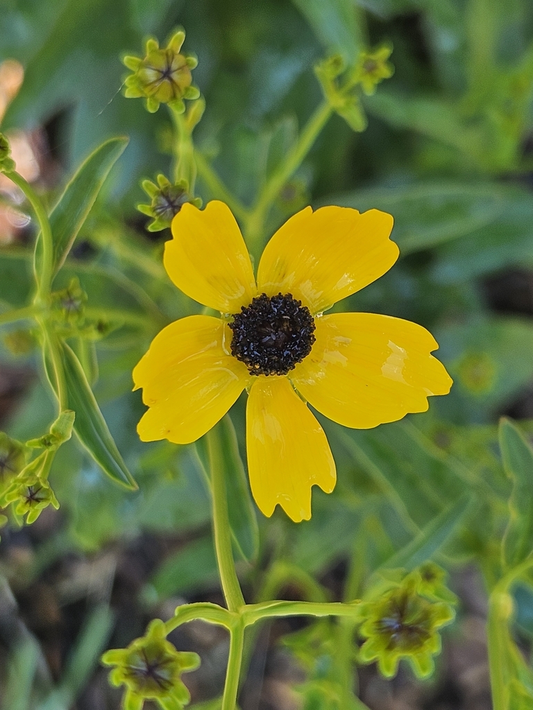 Coreopsis palustris from Stockbridge, GA 30281, USA on September 7 ...