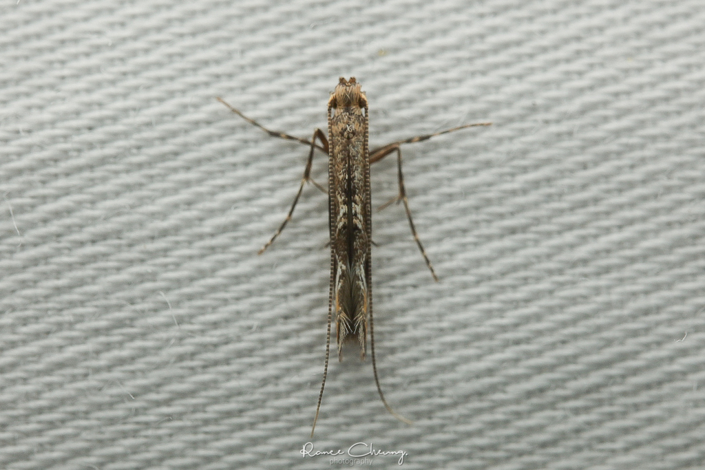 Conopomorpha sinensis in September 2023 by Rance Cheung · iNaturalist