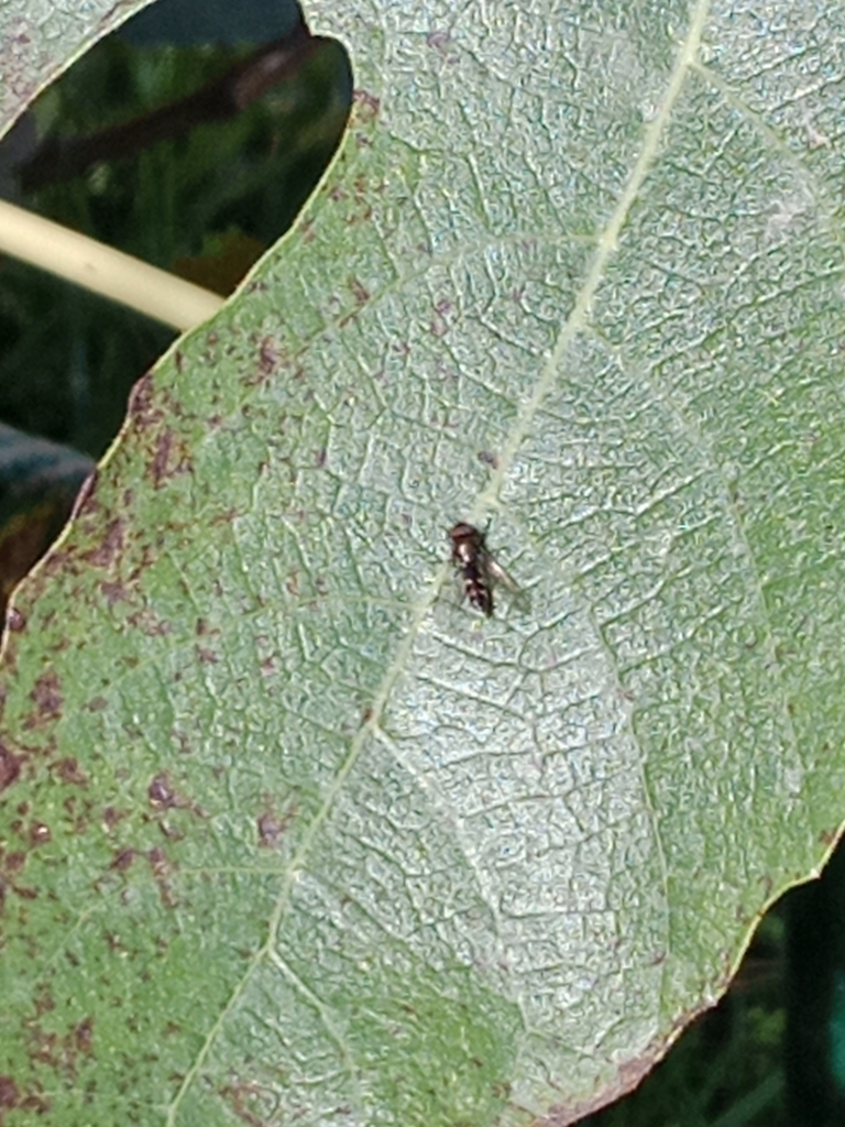 Metopia from Suba, Bogotá, Colombia on September 8, 2023 at 09:20 AM by ...