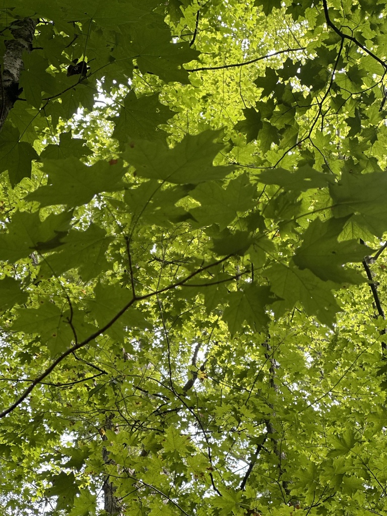 sugar maple from University of Rio Grande & Rio Grande Community ...