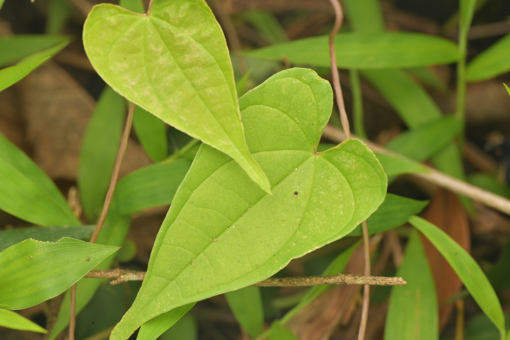 Dioscorea hamiltonii in September 2023 by hlchan · iNaturalist