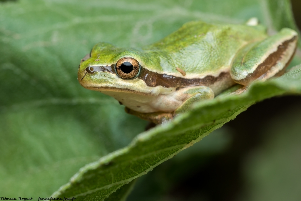 Lemon-yellow Tree Frog from Dedoplistskaro Municipality, Géorgie on ...